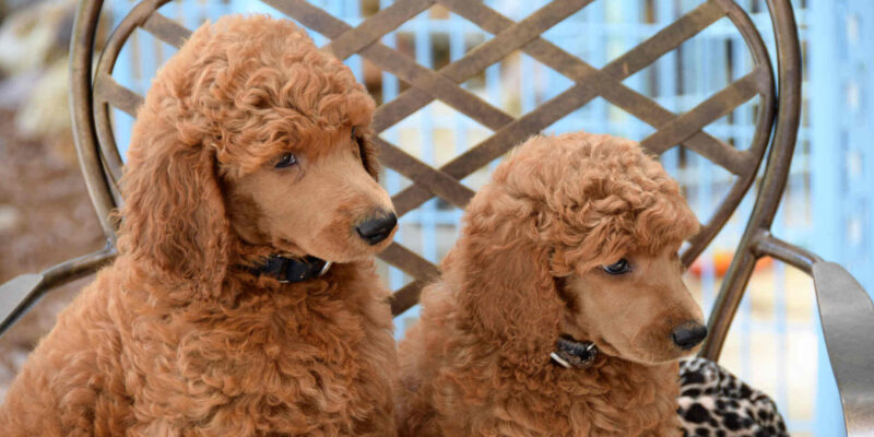 What Does Dog Grooming Include? A Full List of Procedures