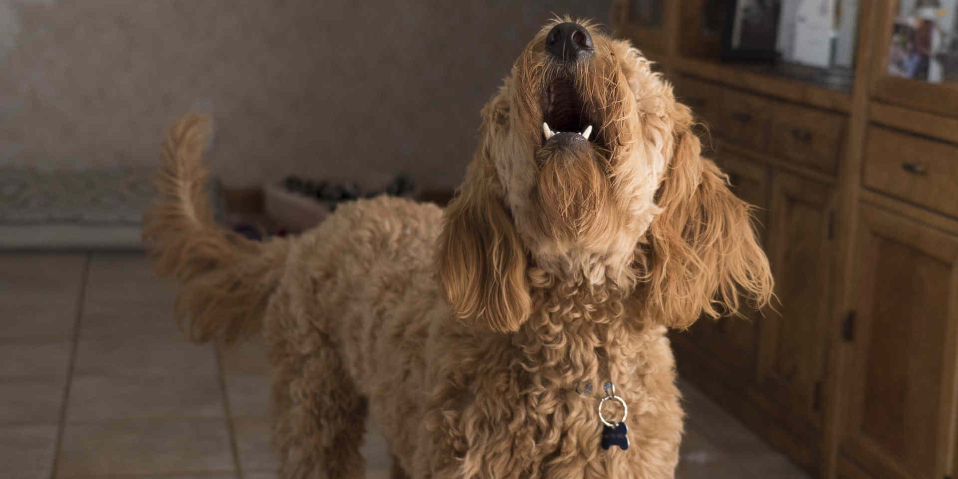 How to Train Your Dog to Manage, then Stop Alert Barking