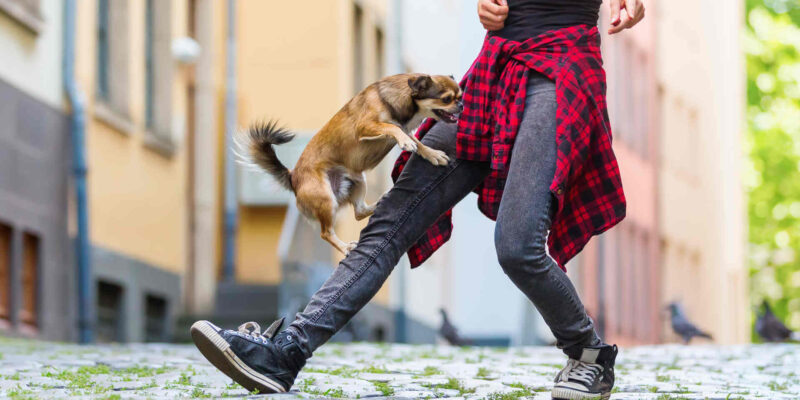 9 Easy Tips and Tricks to Stop Your Dog From Jumping on You